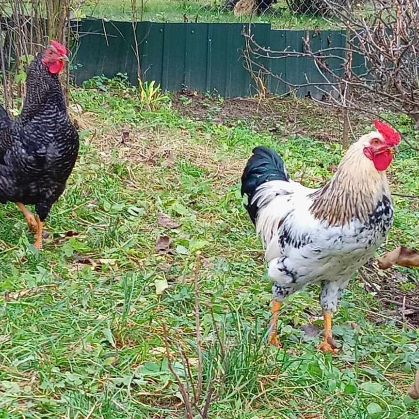 Молодые петухи