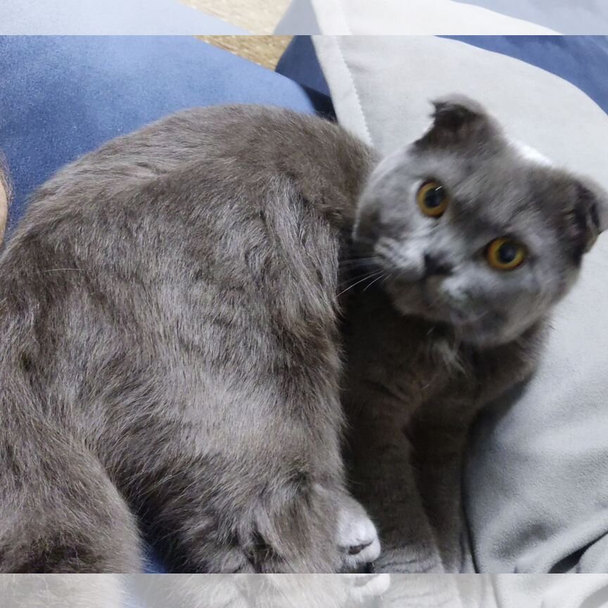 Вязка кошек бесплатно