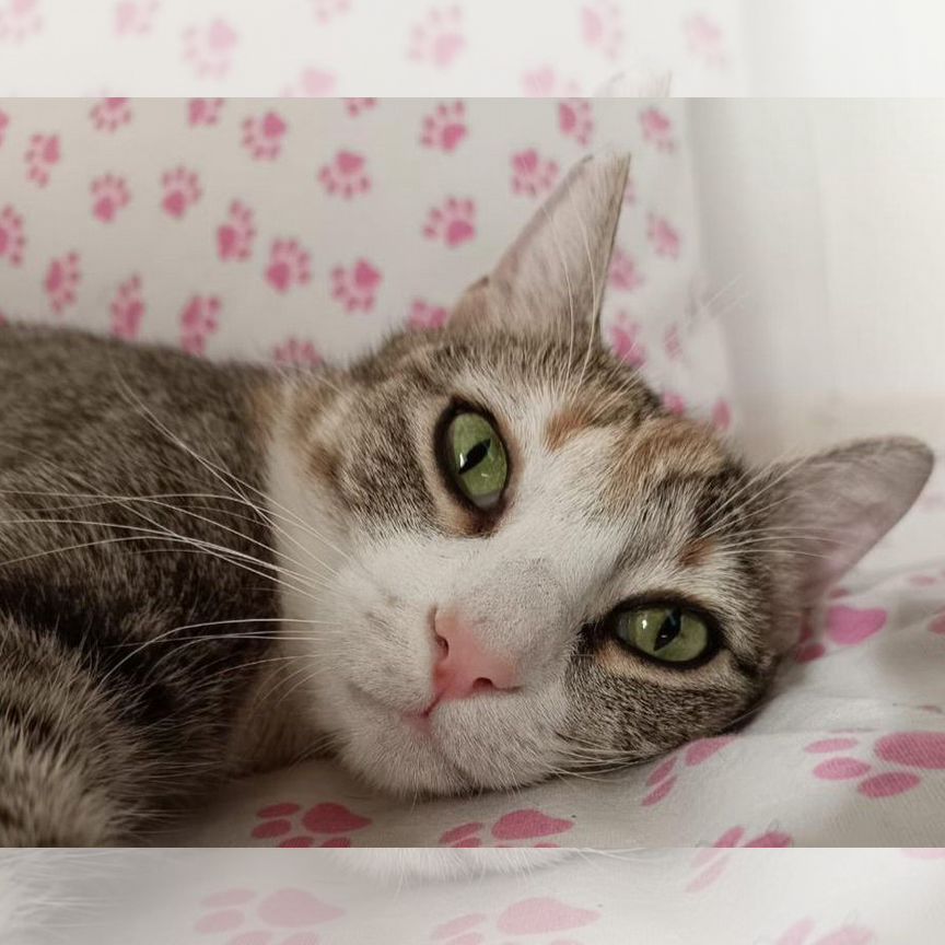 Взрослая, кошка в добрые руки