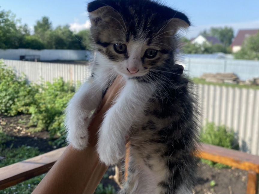 Кошки вислоухие