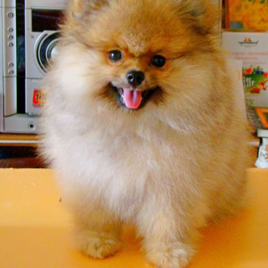 Шпиц мальчик красавчик