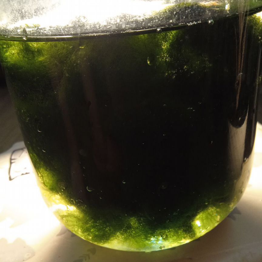 Аквариумное растение