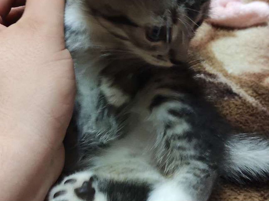 Котятки ищут семью