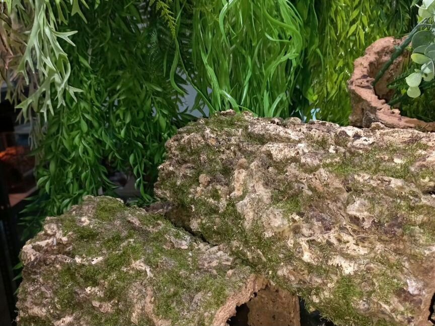 Кора пробкового дуба для террариума