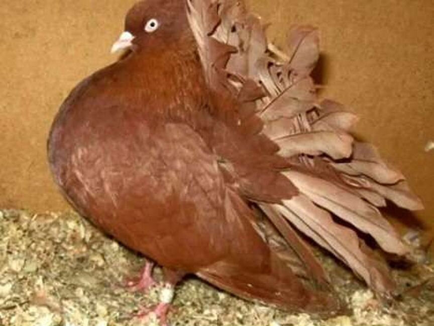 Голуби декоративные мясные павлины неммцы итд