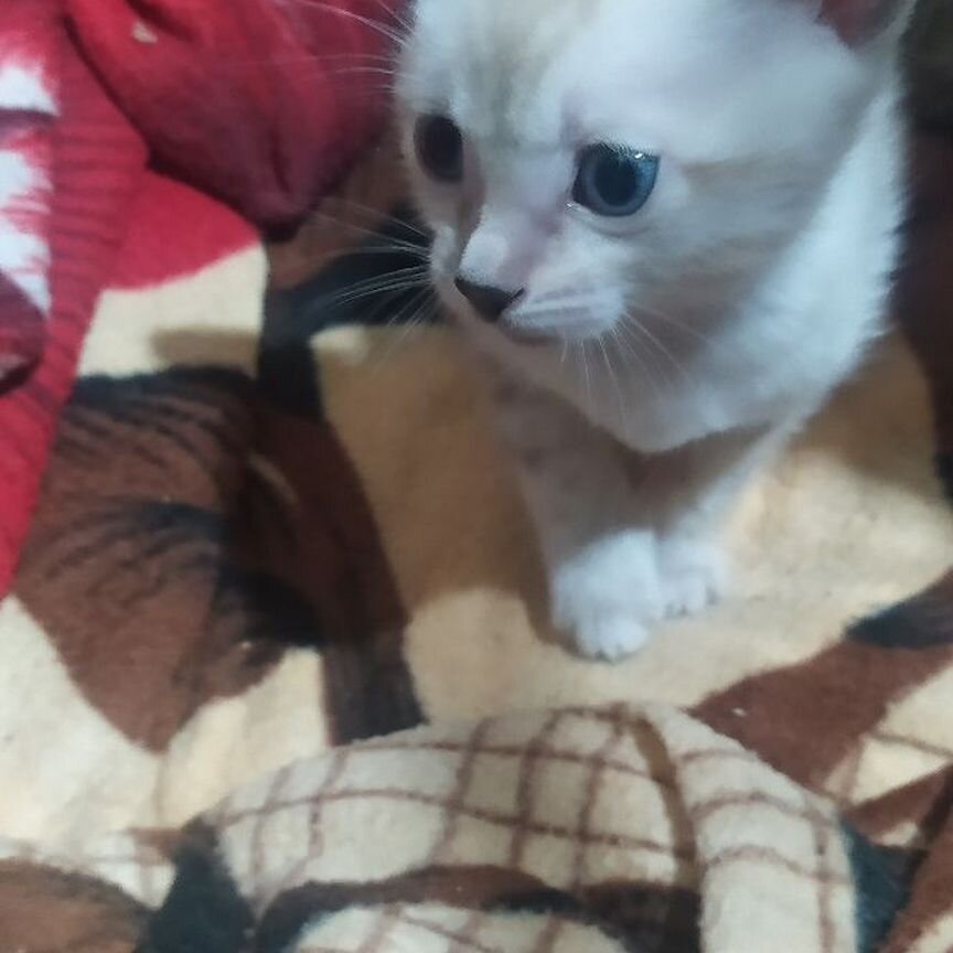 Бенгальские котята