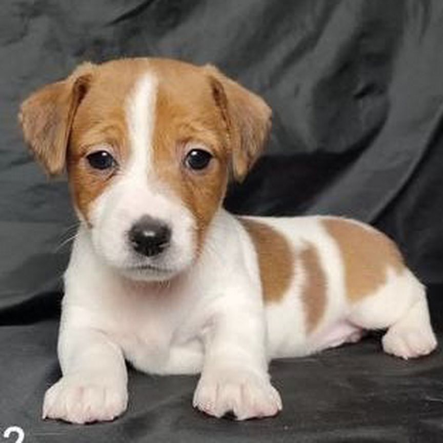 Джек-рассел-терьер, щенок