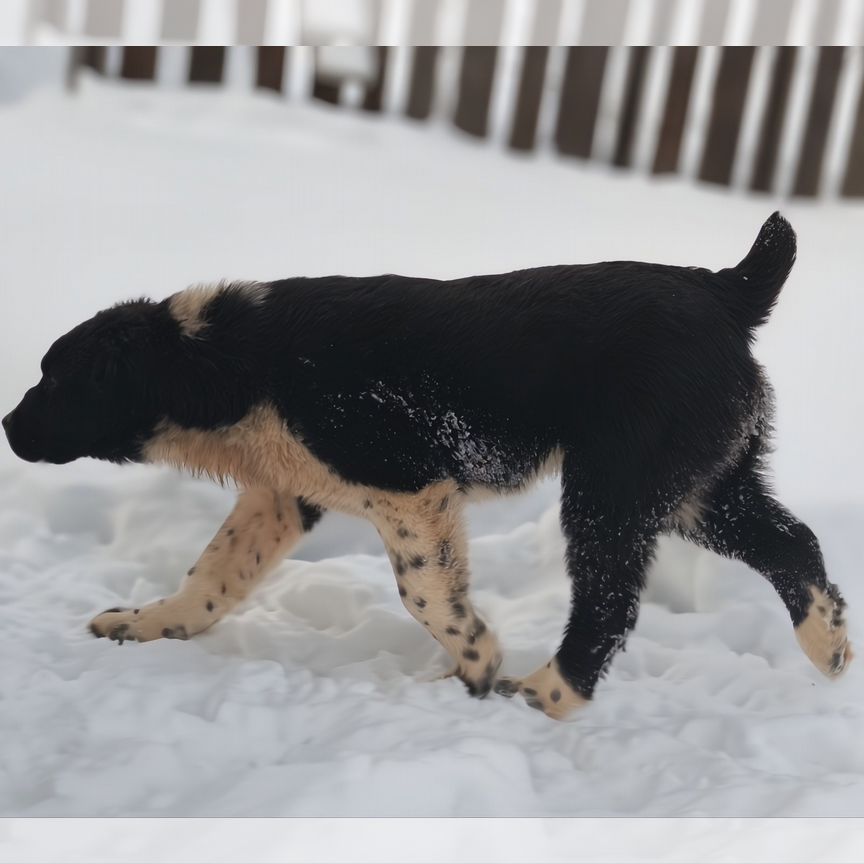 Среднеазиатская овчарка, щенок