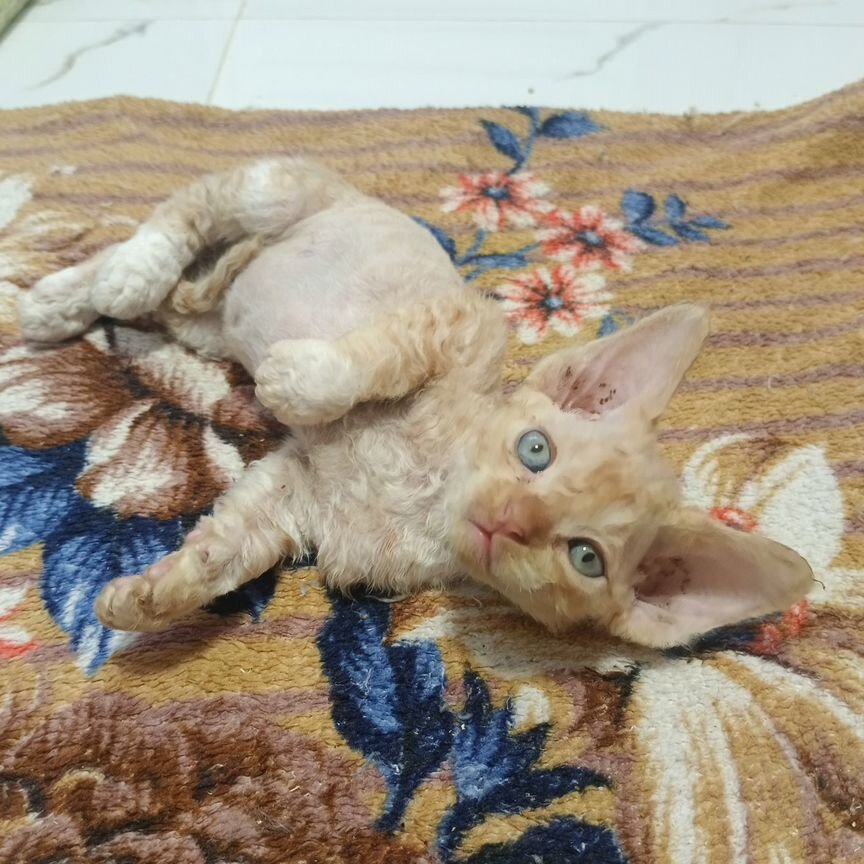 Девон-рекс котёнок
