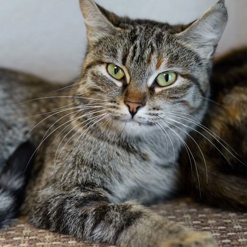 Кошка Лина ищет