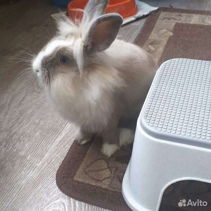 Декоративный кролик домашний