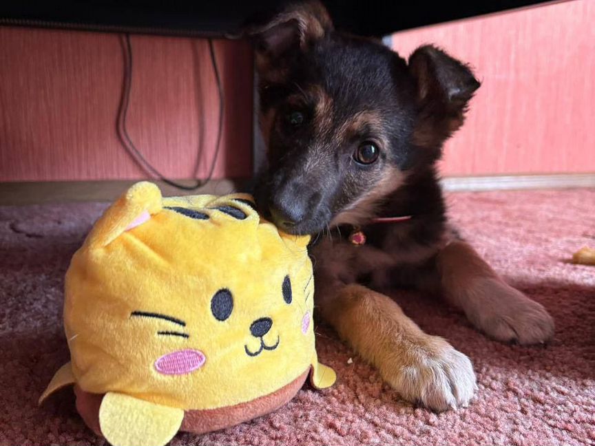 Щенок в добрые руки