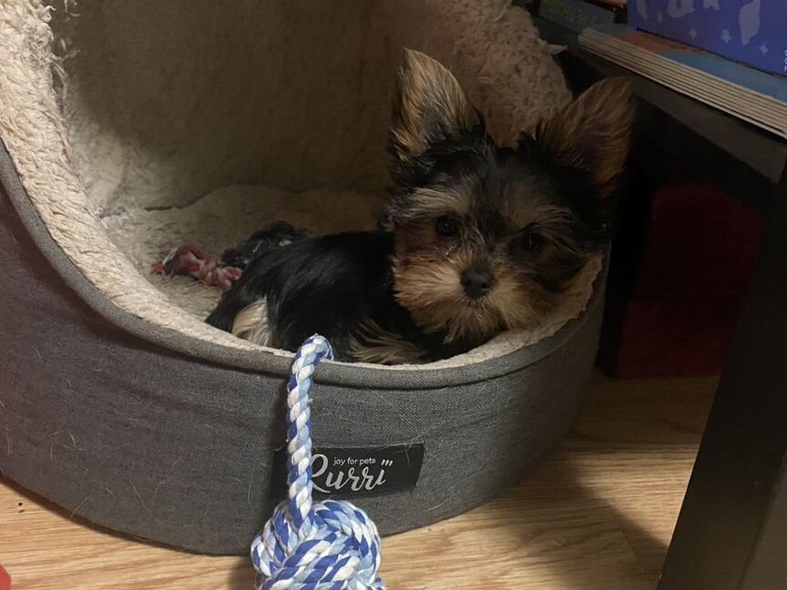 Йоркширский терьер девочка