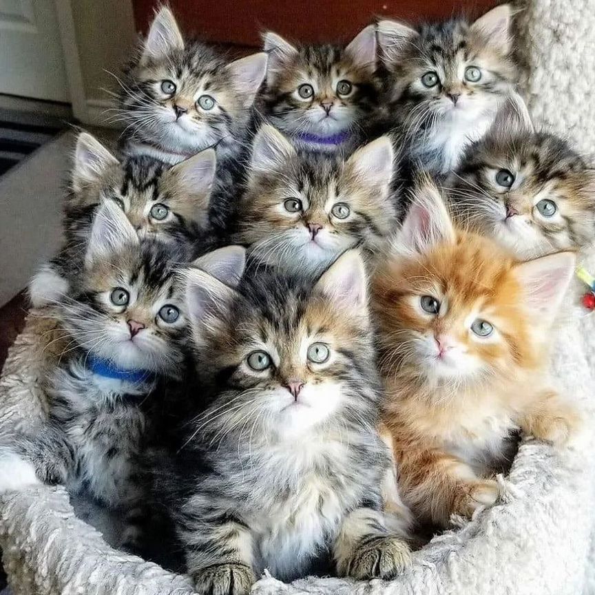 Очень много разных малышей, котяток