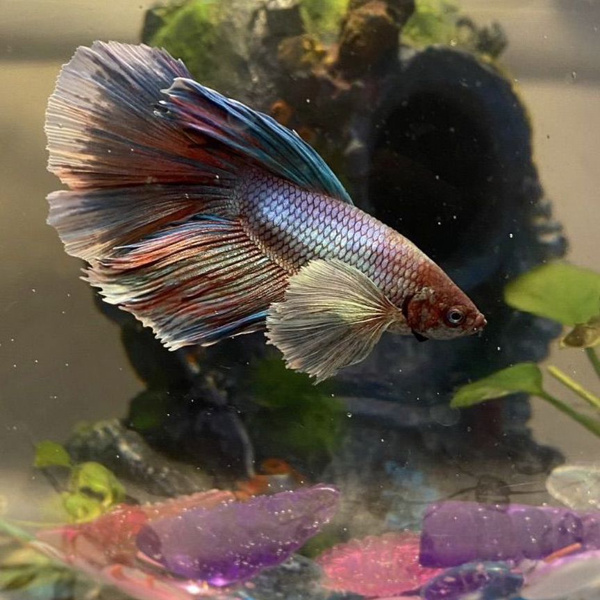 Аквариум с рыбкой петушек