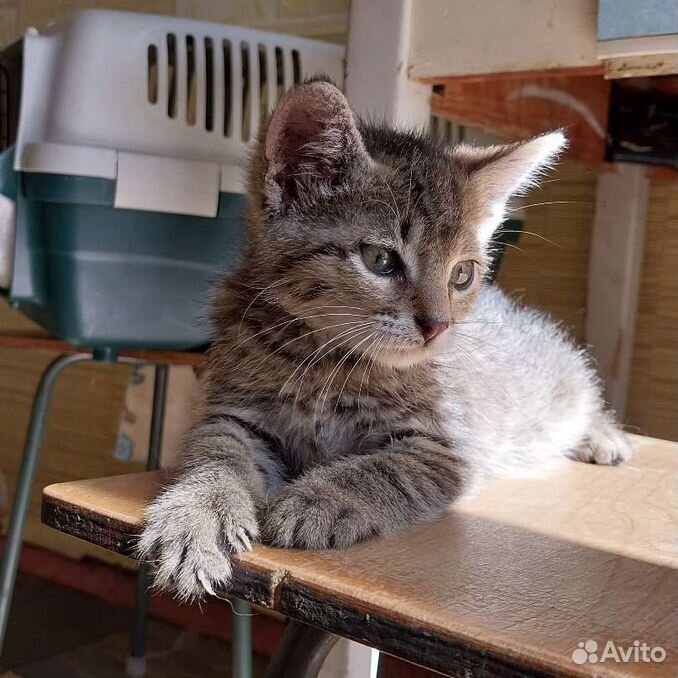 Возьми малыша домой