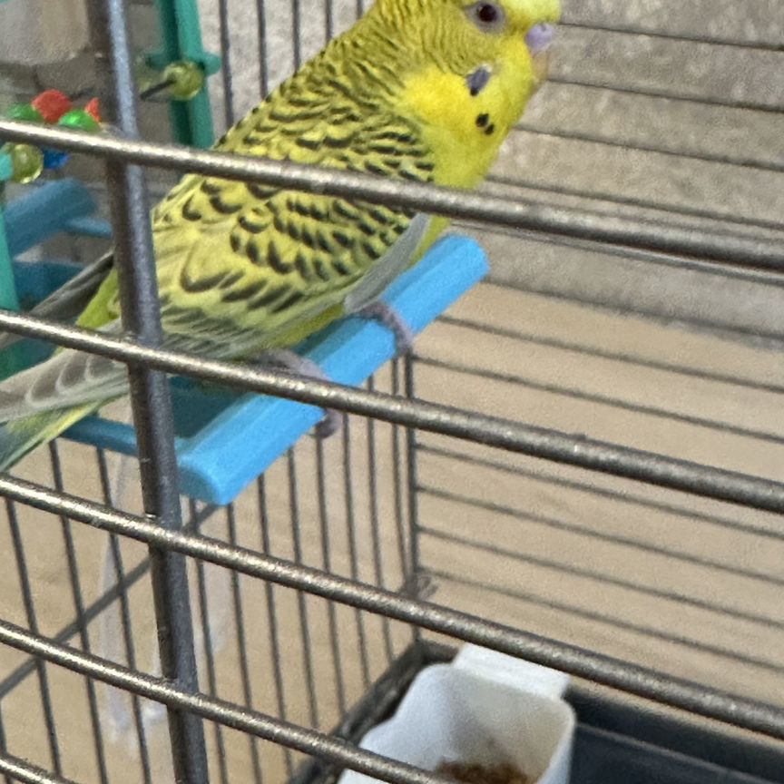 Волнистый попугай