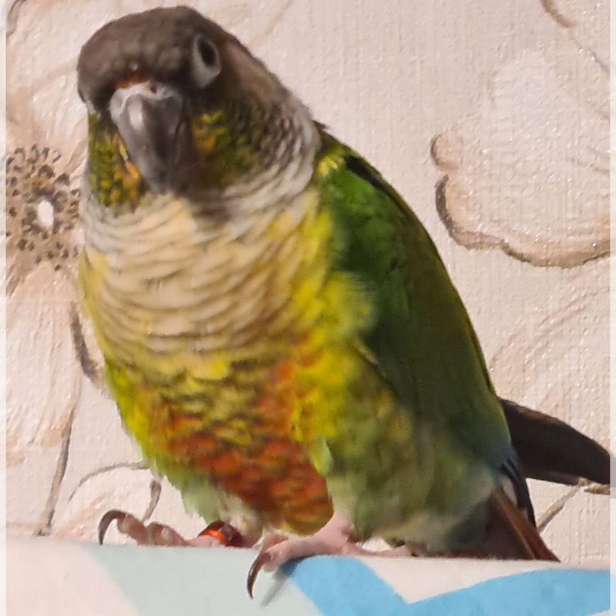 Попугай пиррура