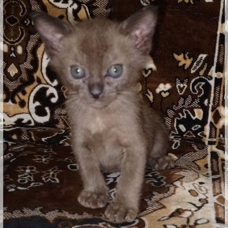 Европейский бурманский котёнок