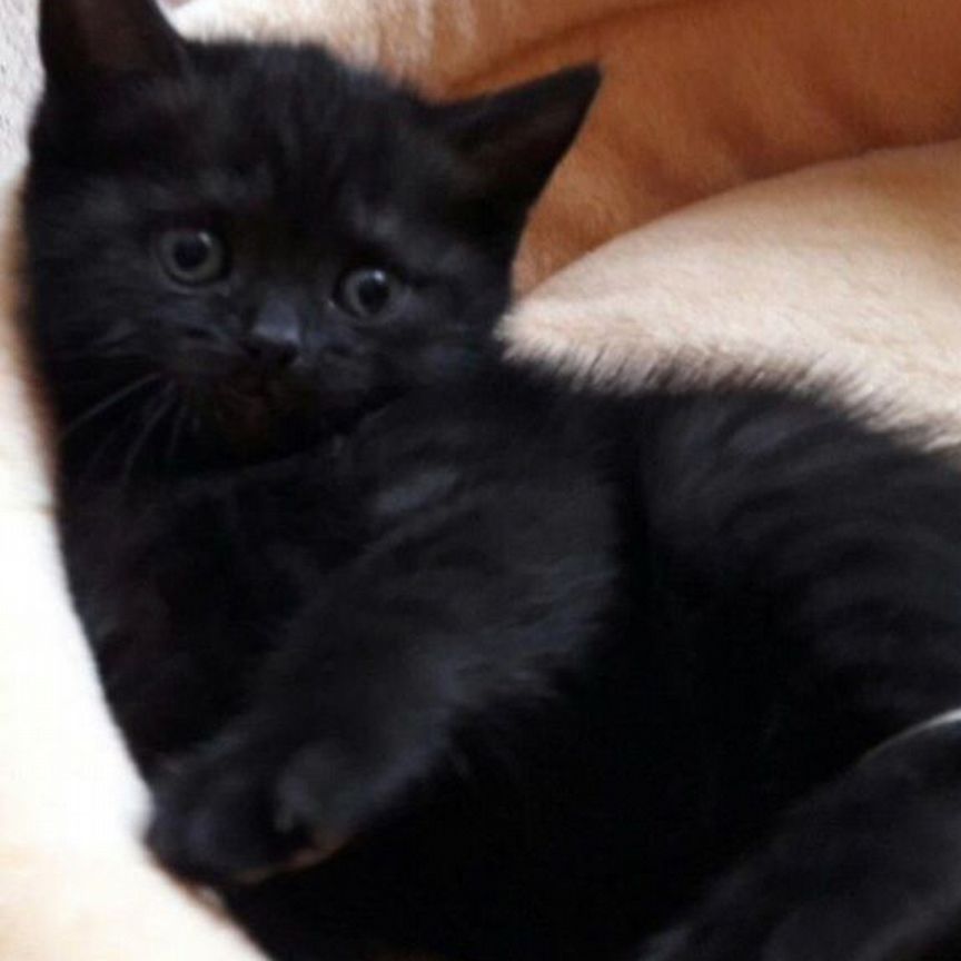 Шотландский котик