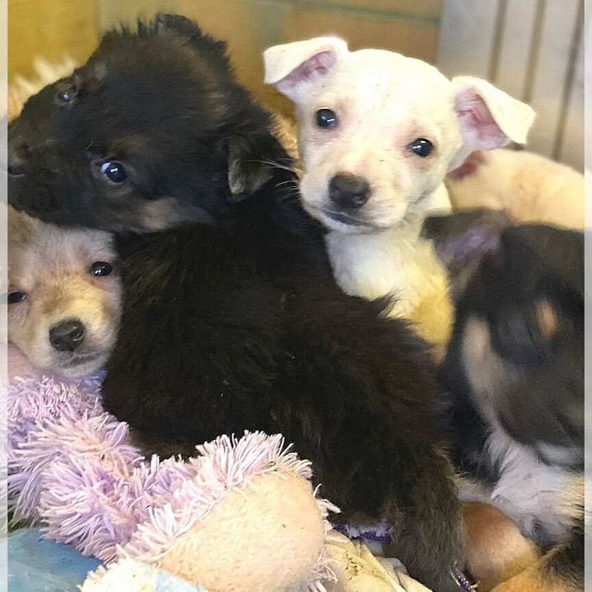 Щенок в добрые руки