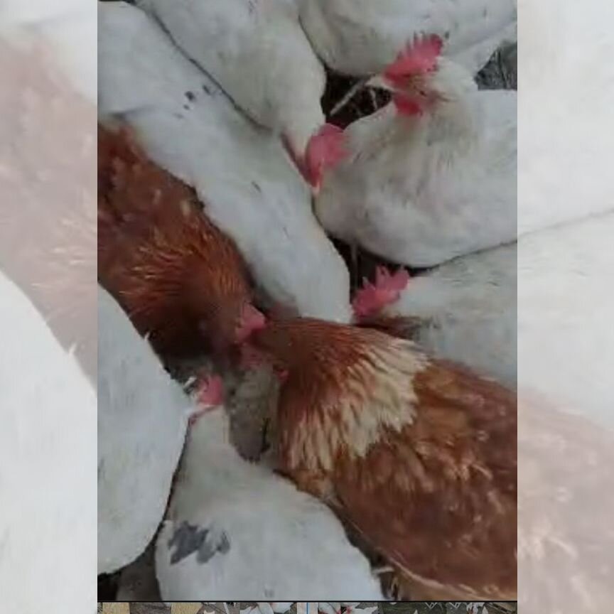 Куры несушки продам