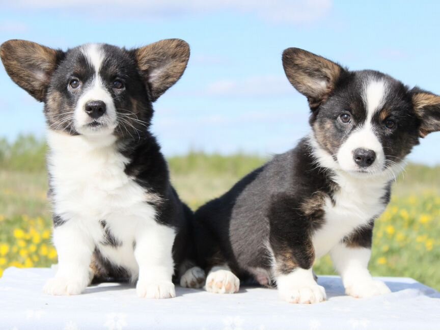 Вельш-корги кардиган флаффи