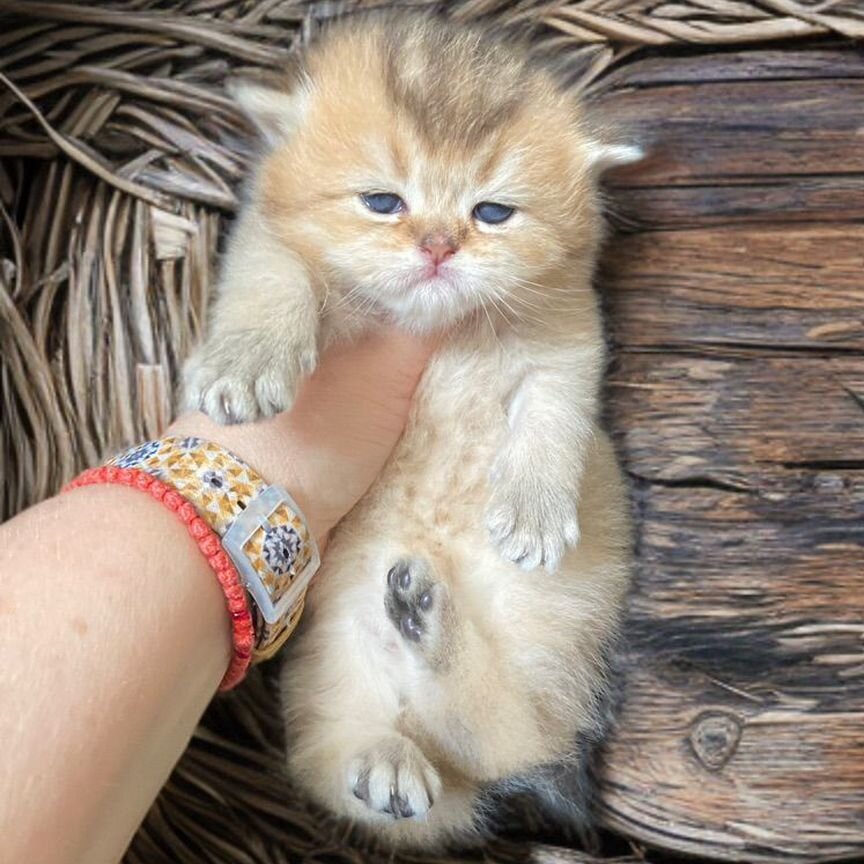 Шотландский котик хайленд страйт