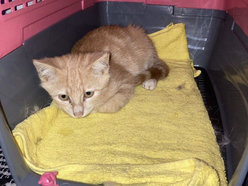 Отдается рыжий котенок