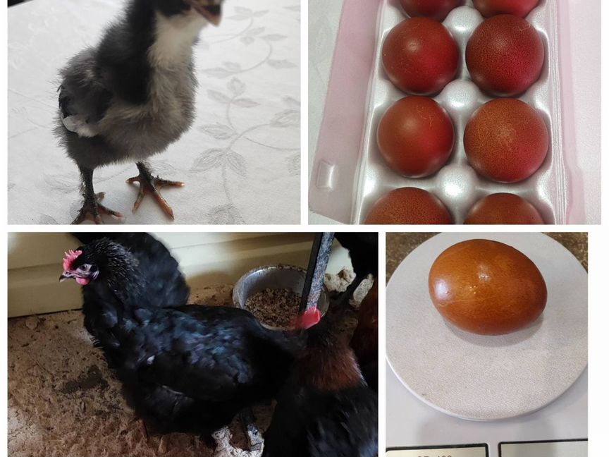 Инкубационное яйцо кур маран чёрно медного окраса