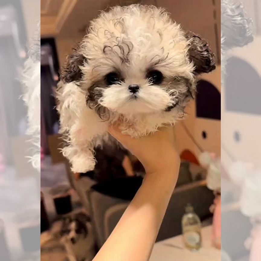 Мальтипу, щенок