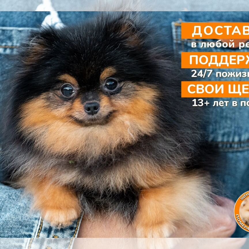 Померанский шпиц девочка микро