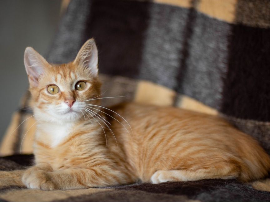 Рыжая девочка котенок