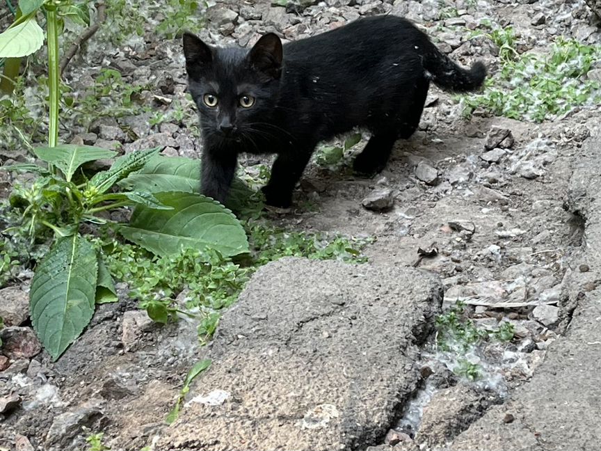 Котятки в добрые руки