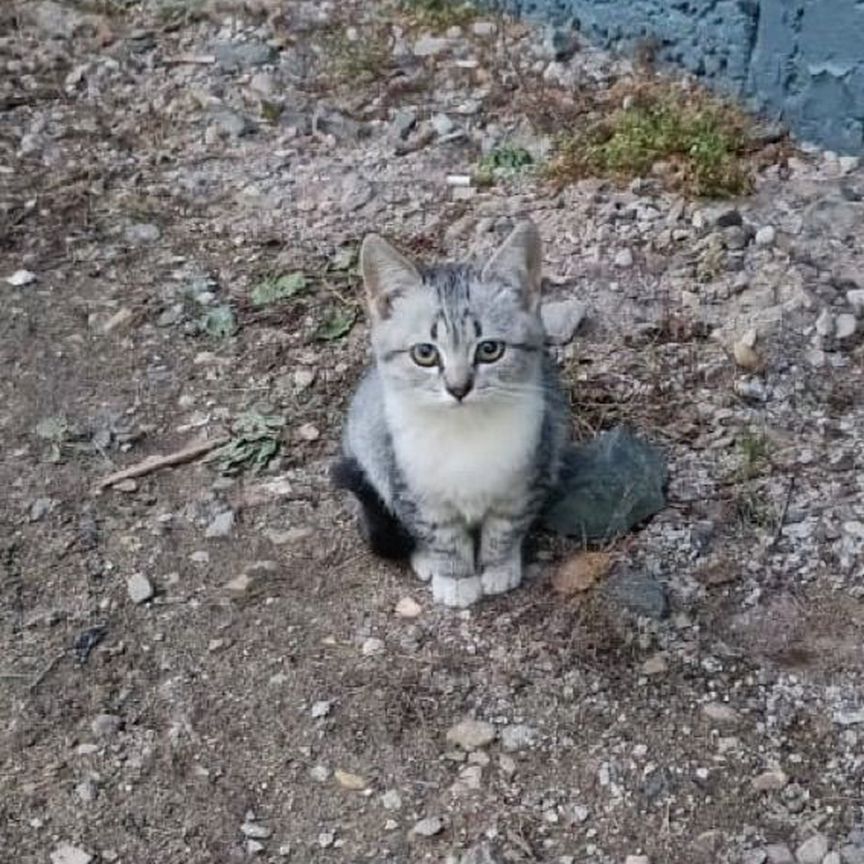 Котенок в дар