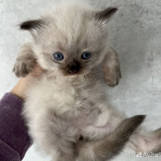 Чистокровные Котята Рэгдолл котенок