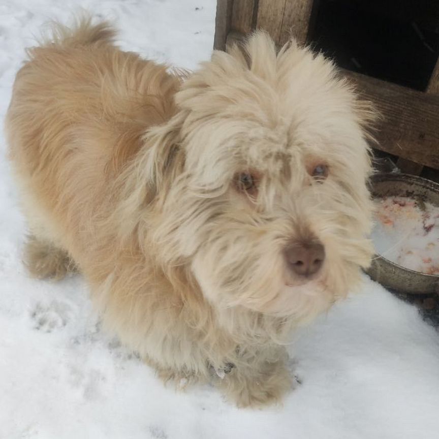 Взрослый пёс в добрые руки