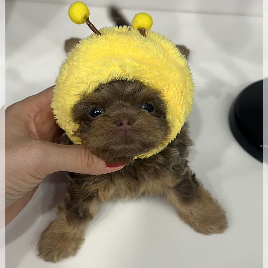 Мальтипу, щенок