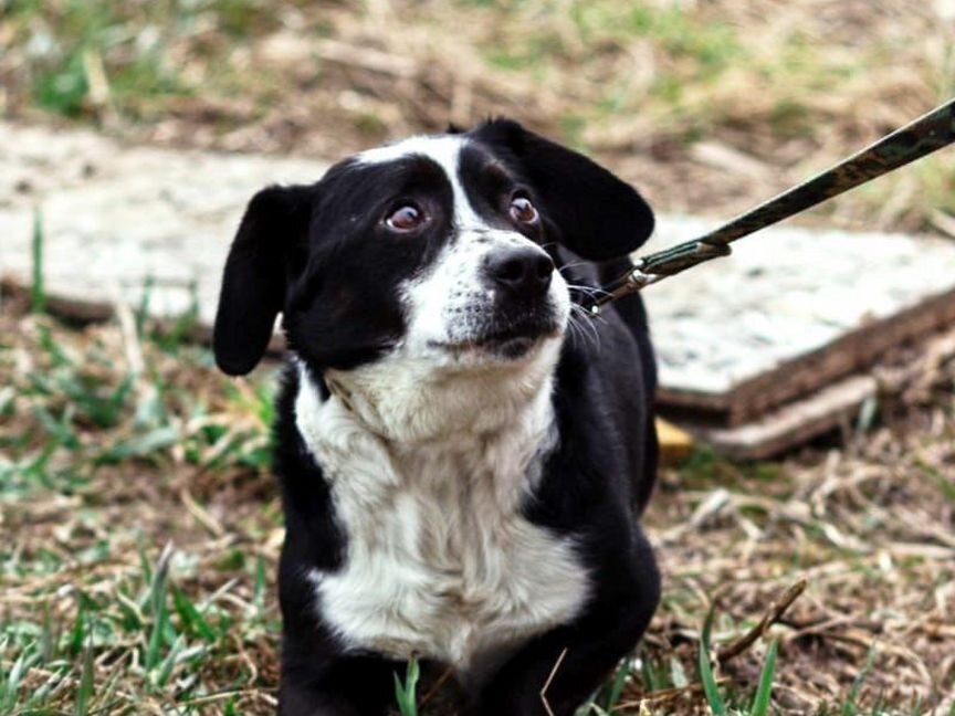 Мелкий пёс Кексик ищет любящую семью