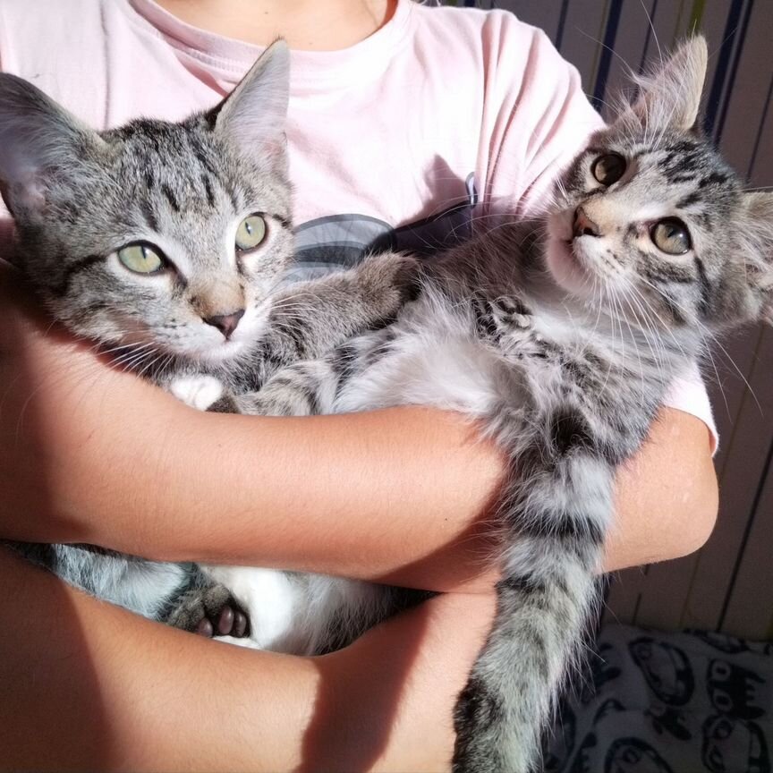 Отдам в добрые руки