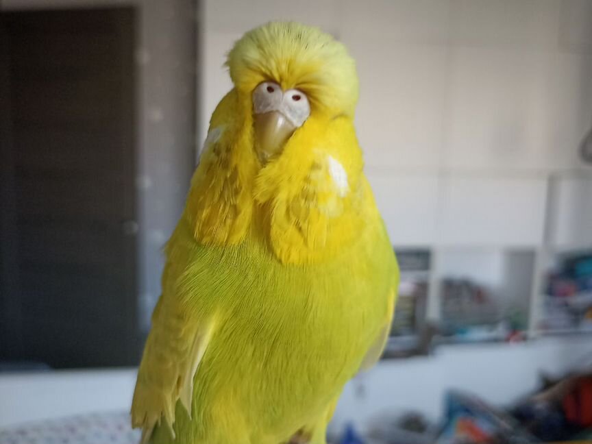 Чех попугай самка