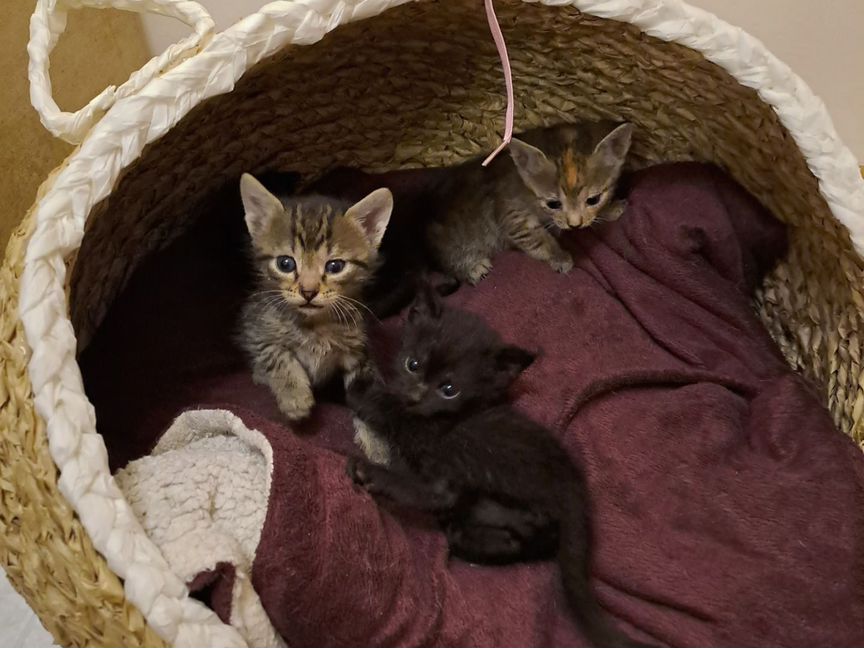 Чудесные малышки котята