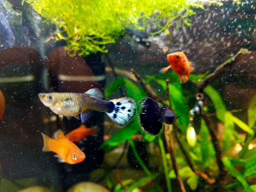 Пицилии и гуппи черные