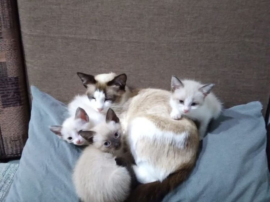 Кошки в добрые руки породистые