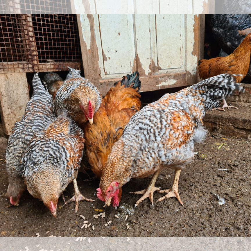 Петухи Билефельдер