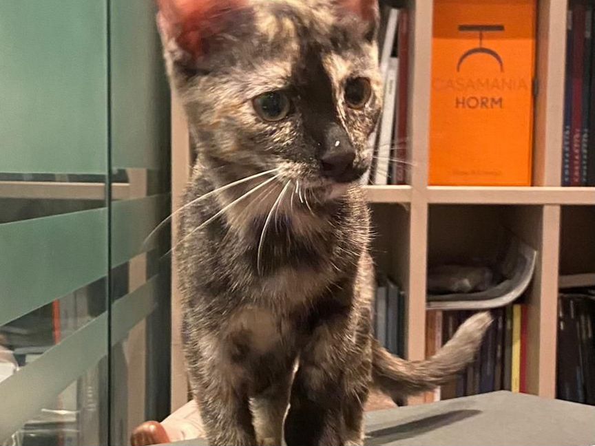 Котята в добрые руки спасение с теплотрассы