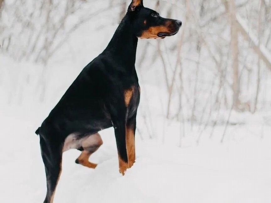 Доберман Дрогу