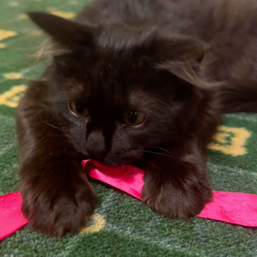 Котенок девочка 3 месяца в добрые руки