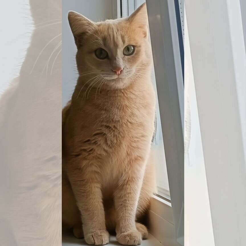 Взрослая кошка в добрые руки