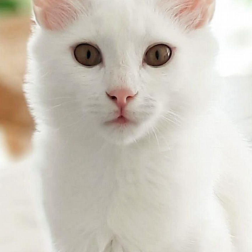 Белые котики в добрые руки
